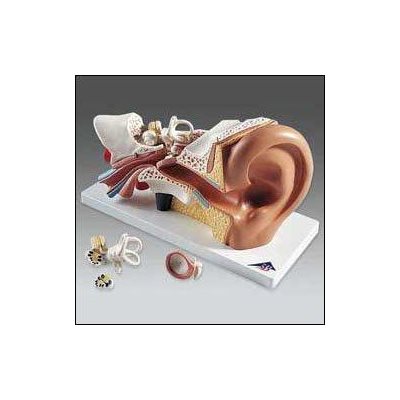 Four Part Ear Model