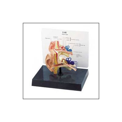 Ear Models