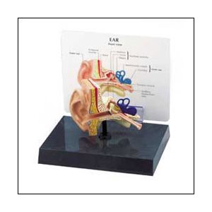 Ear Models